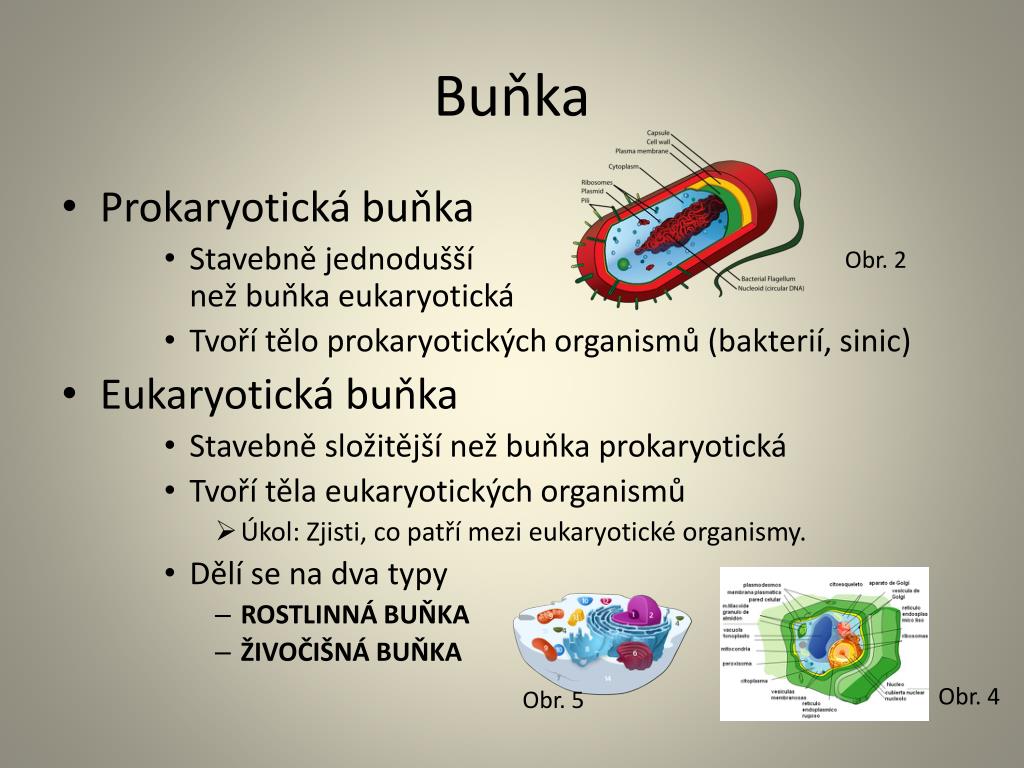 Prokaryoticka Bunka