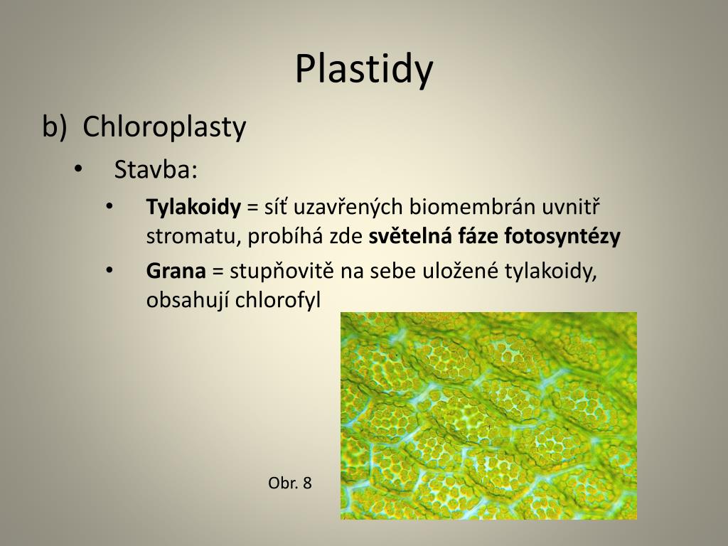 PPT - Gymnázium a obchodní akademie Chodov Smetanova 738, 357 35 Chodov ...