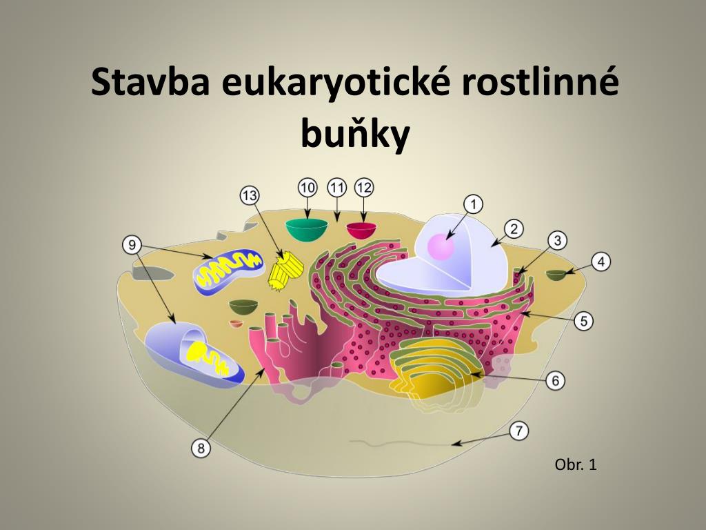 PPT - Gymnázium a obchodní akademie Chodov Smetanova 738, 357 35 Chodov ...
