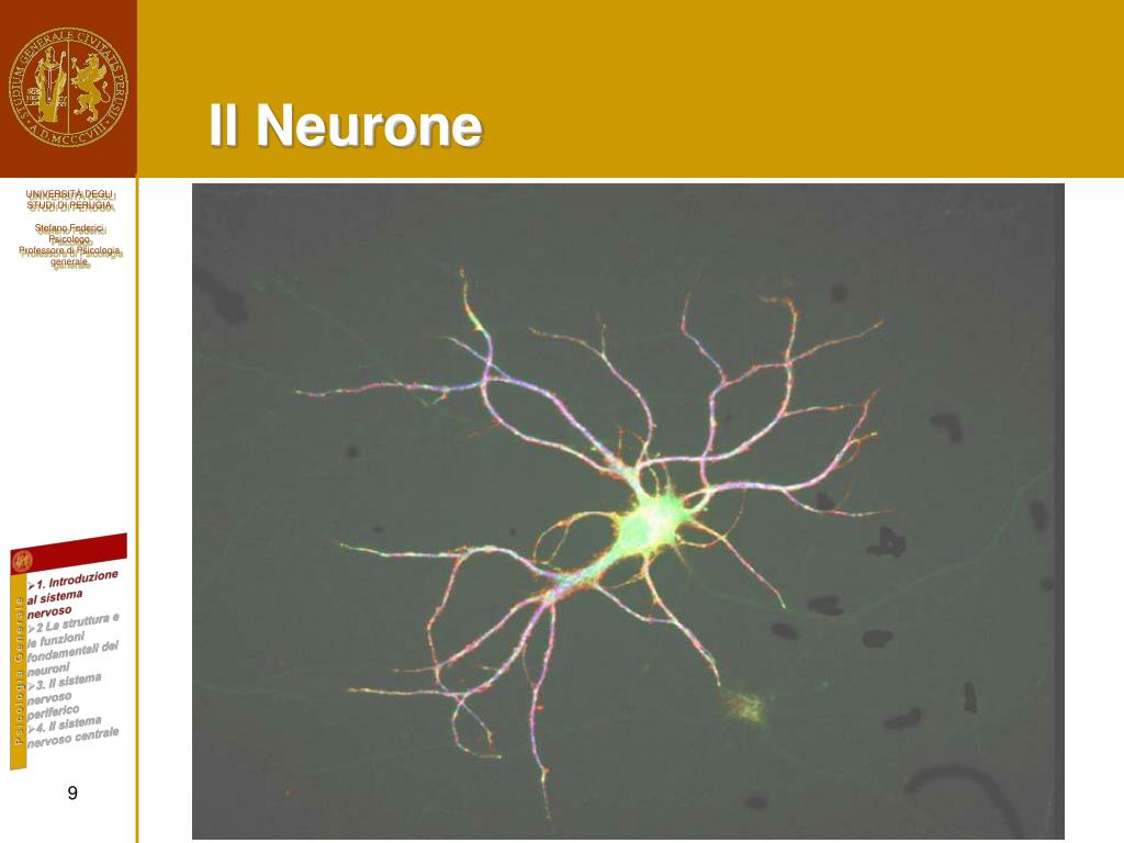 PPT - Corso 3 – Introduzione alle Neuroscienze: Fondamenti anatomo ...