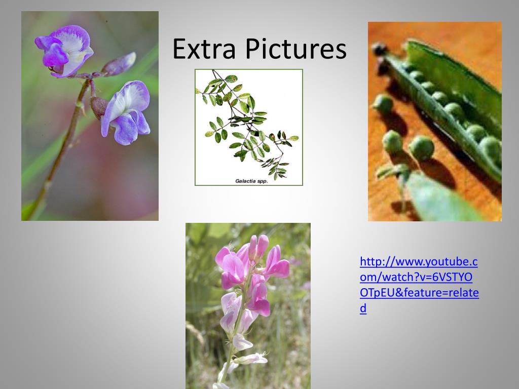 PPT - Legume Family: Fabaceae or Leguminosea PowerPoint Presentation ...