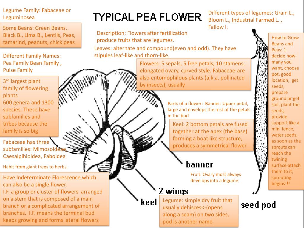 PPT - Legume Family: Fabaceae or Leguminosea PowerPoint Presentation ...