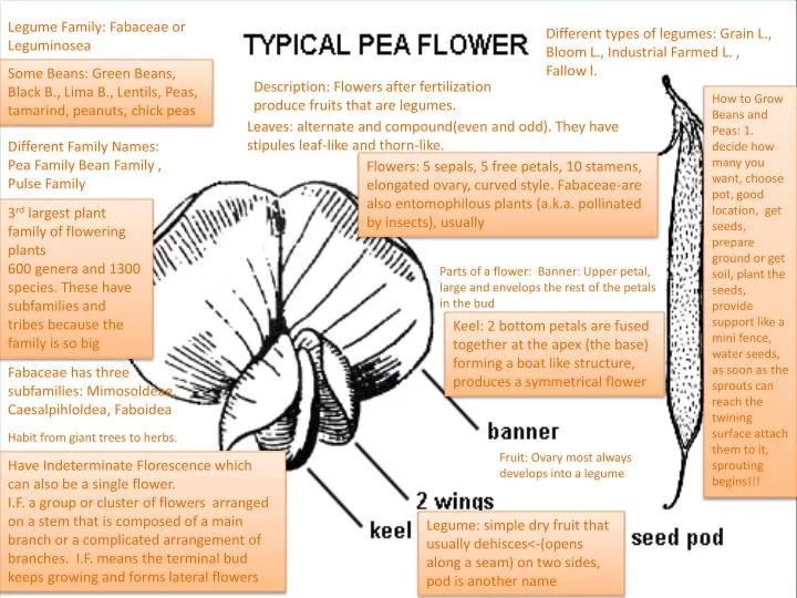 PPT - Legume Family: Fabaceae or Leguminosea PowerPoint Presentation ...