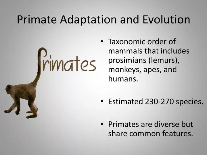 PPT - Primate Adaptation and Evolution PowerPoint Presentation, free ...