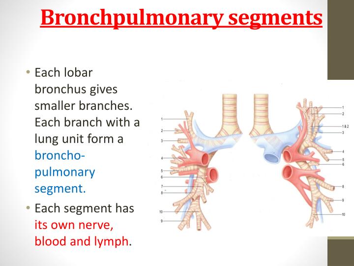 PPT - Lungs PowerPoint Presentation - ID:2055503