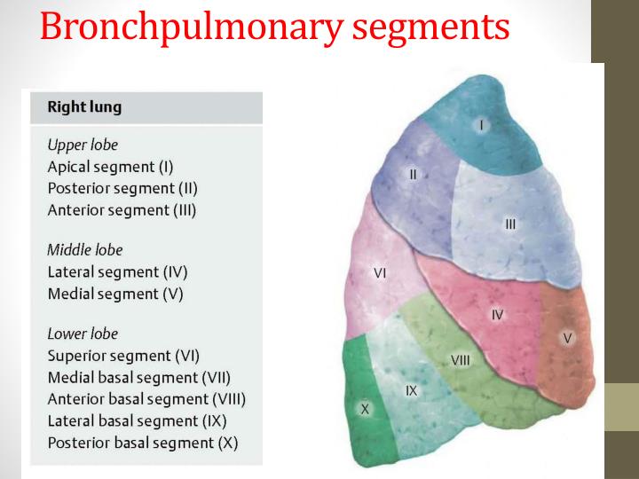 PPT - Lungs PowerPoint Presentation - ID:2055503