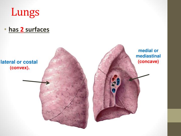 PPT - Lungs PowerPoint Presentation - ID:2055503