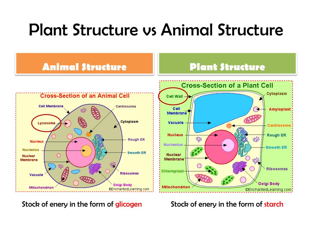 PPT - Plant and Agriculture Technology ( Biology Team – FTP UB ...