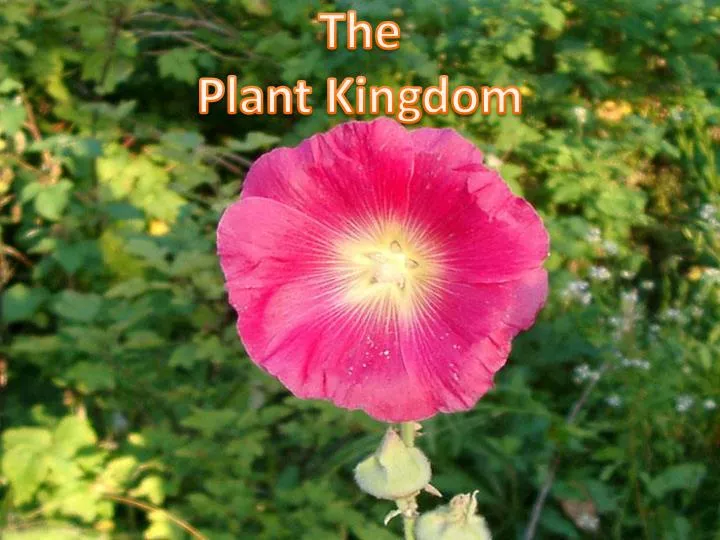 PPT - The Plant Kingdom PowerPoint Presentation, free download - ID:2055650