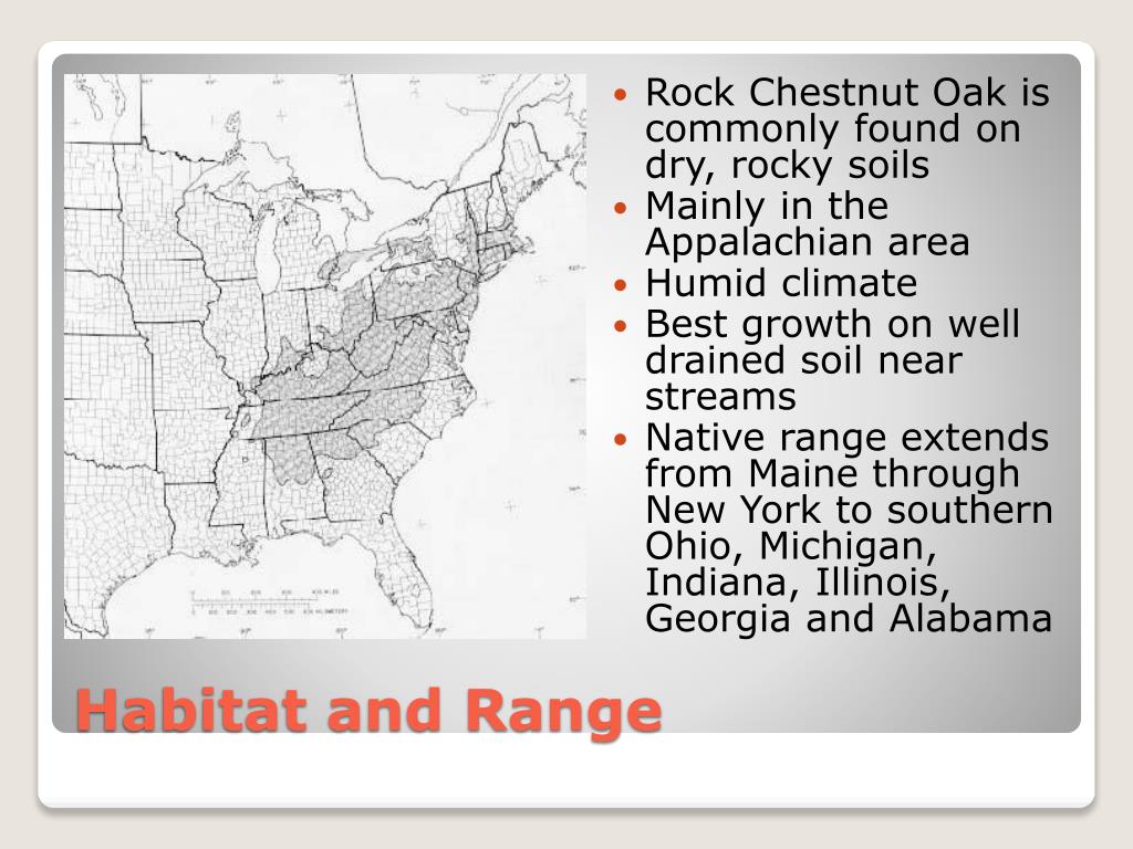 PPT - Rock Chestnut Oak Quercus Montana Willd PowerPoint Presentation ...