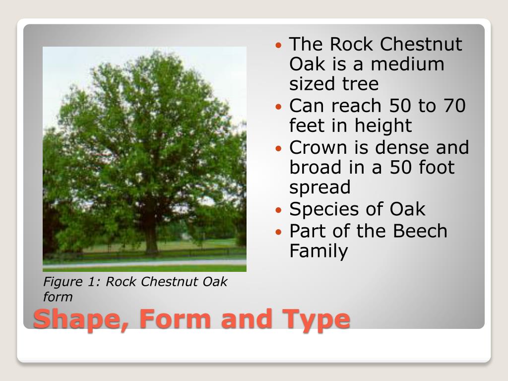 PPT - Rock Chestnut Oak Quercus Montana Willd PowerPoint Presentation ...