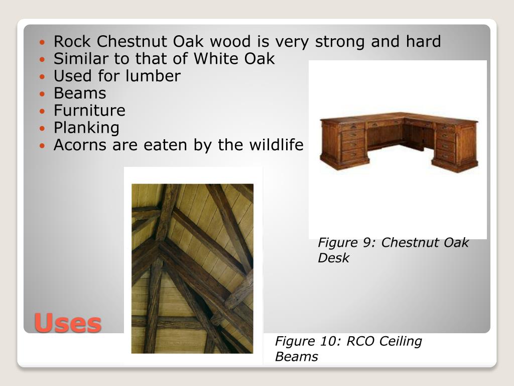 PPT - Rock Chestnut Oak Quercus Montana Willd PowerPoint Presentation ...