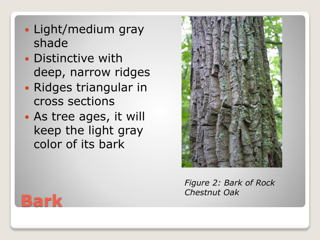 PPT - Rock Chestnut Oak Quercus Montana Willd PowerPoint Presentation ...