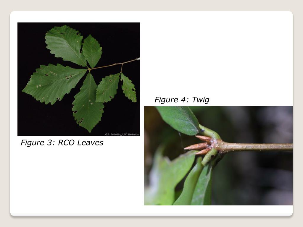 PPT - Rock Chestnut Oak Quercus Montana Willd PowerPoint Presentation ...