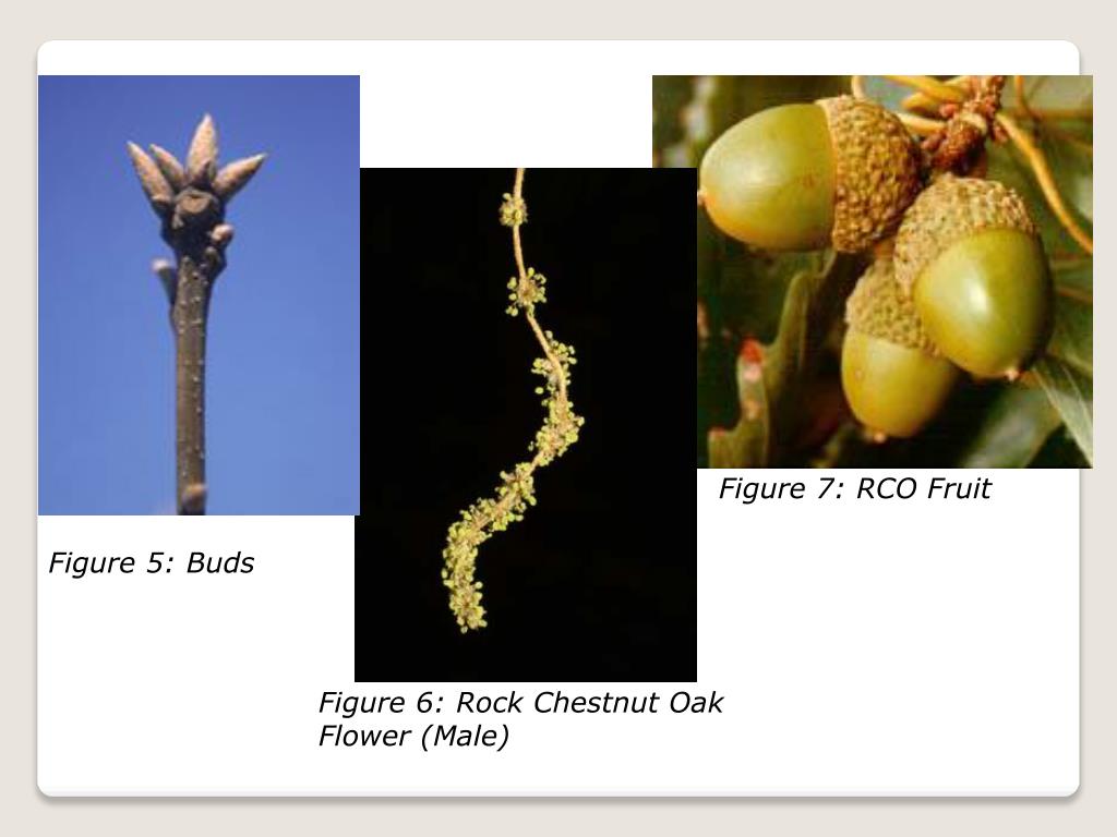 PPT - Rock Chestnut Oak Quercus Montana Willd PowerPoint Presentation ...
