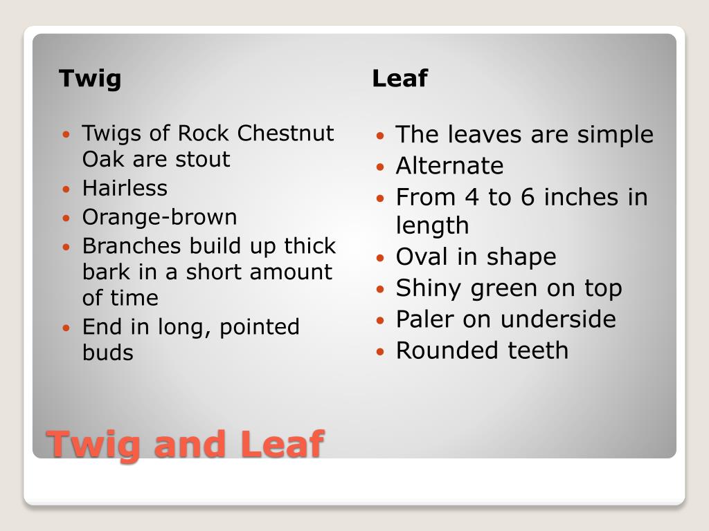 PPT - Rock Chestnut Oak Quercus Montana Willd PowerPoint Presentation ...