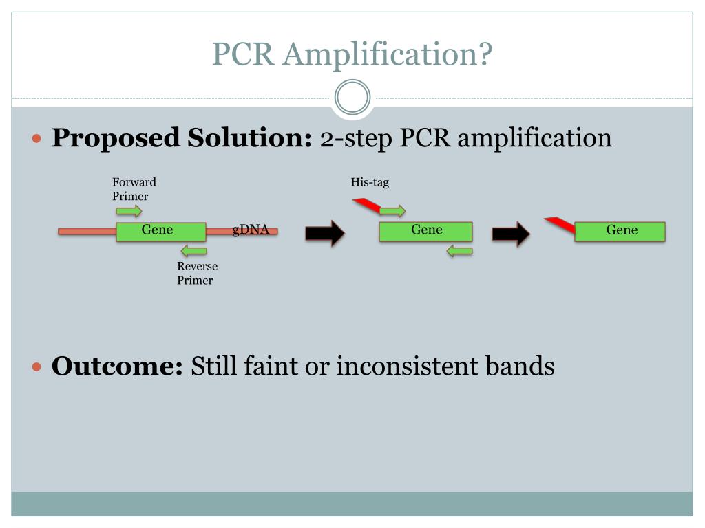 PPT - Presented by: Lauren Shin Mentor: DR. Luiz Bermudez Microbiology ...