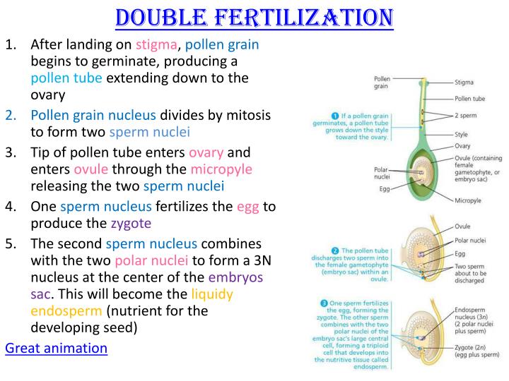 PPT - PLANTS PowerPoint Presentation - ID:2055706