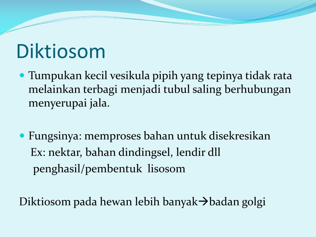 PPT - BAHAN KULIAH ANATOMI TUMBUHAN PRODI BIOLOGI FKIP UNIB PowerPoint ...