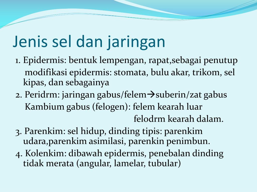 PPT - BAHAN KULIAH ANATOMI TUMBUHAN PRODI BIOLOGI FKIP UNIB PowerPoint ...