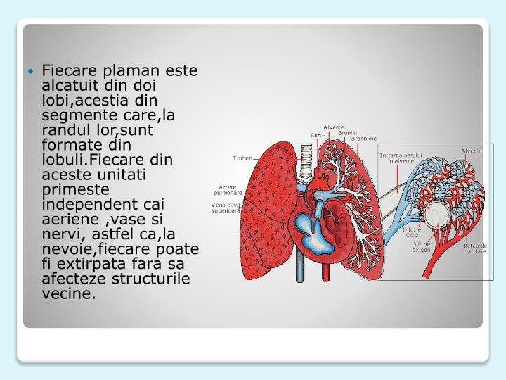 PPT - I.Sistemul respirator II.Bolile Sistemului Respirator PowerPoint ...
