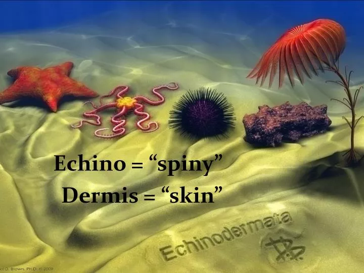 PPT - Echino = “spiny” Dermis = “skin” PowerPoint Presentation - ID:2056062