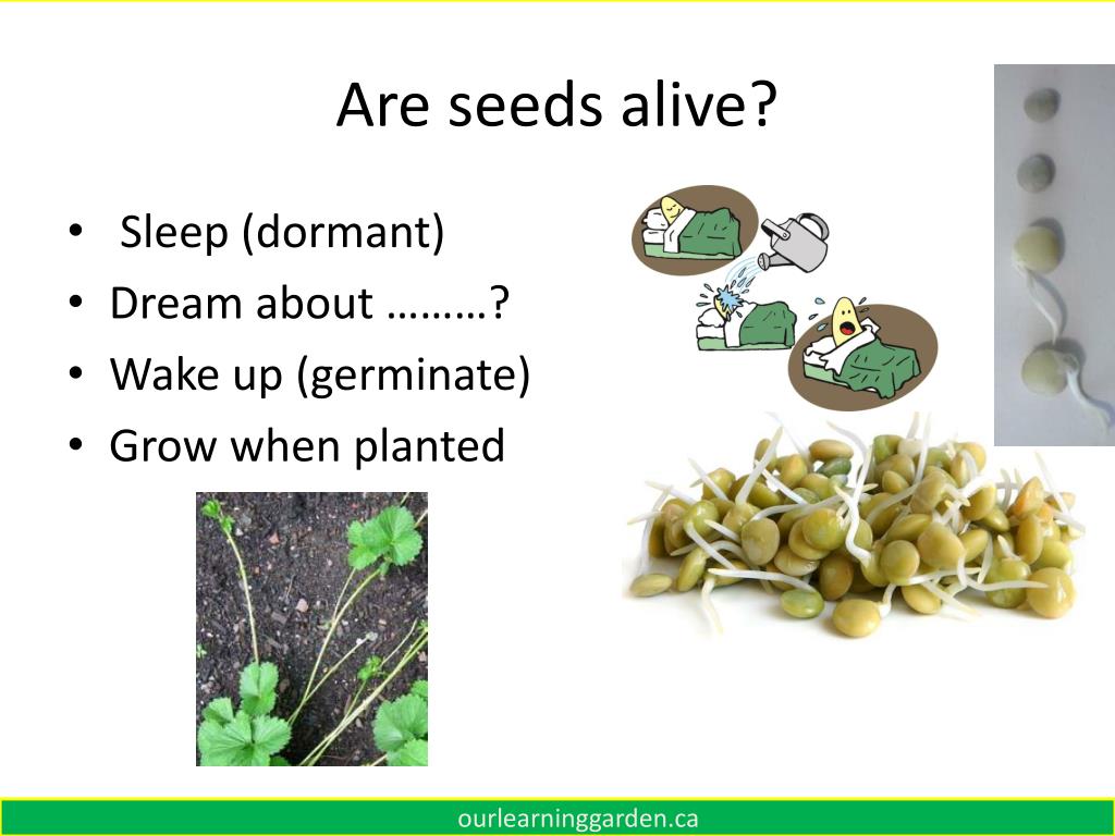 PPT - Our Learning Garden - Grade Lesson 1-6 “Pea Shoots ” PowerPoint ...