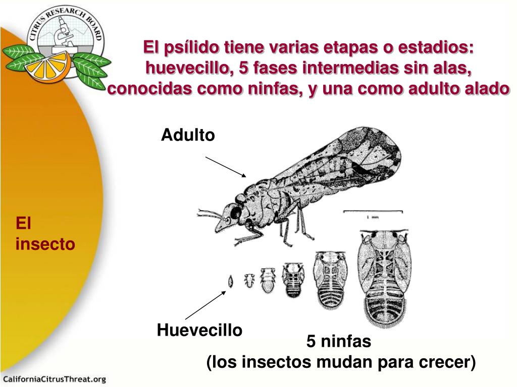 PPT - El psílido asiático de los cítricos y la enfermedad de ...