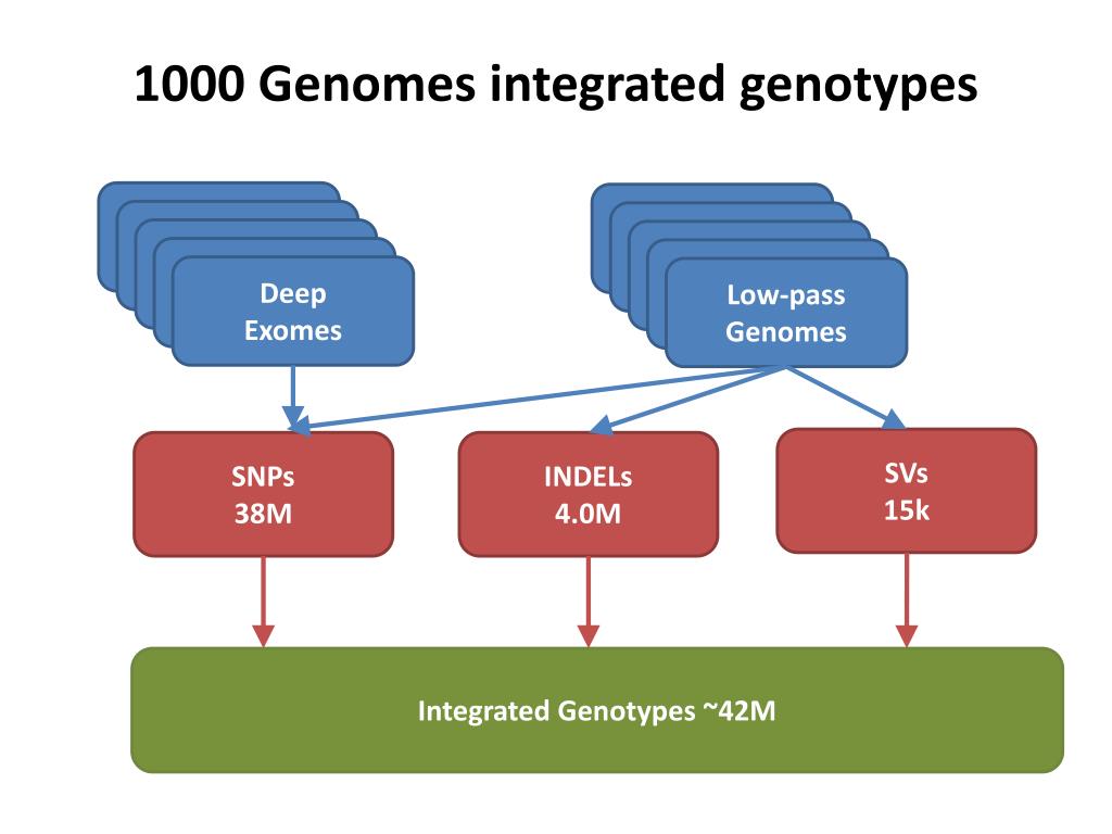 PPT - The 1000 Genomes Project Lessons From Variant Calling and ... PPT - The 1000 Genomes Project Lessons From Variant Calling and ...