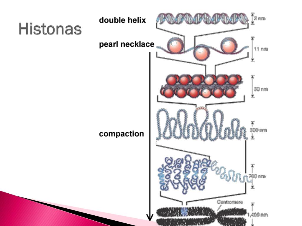 PPT - Tradução PowerPoint Presentation, free download - ID:2056466