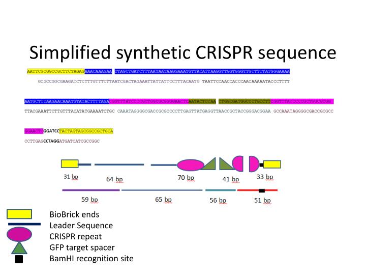 PPT - CRISPR System PowerPoint Presentation - ID:2056531