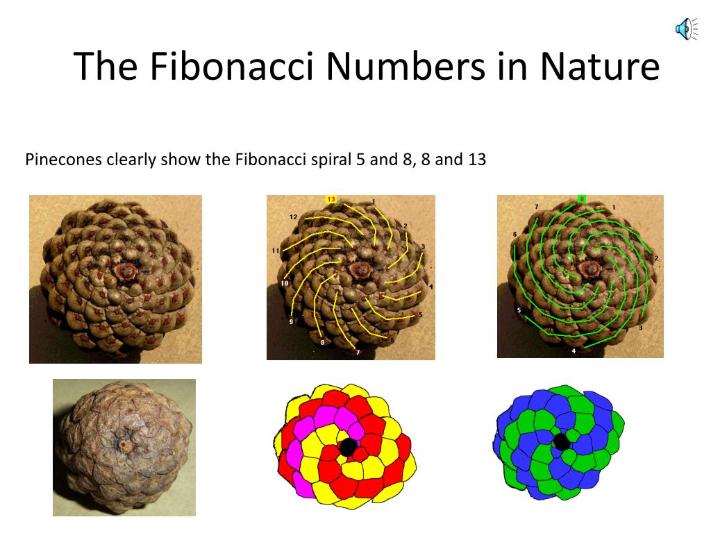 Fibonacci sequence or spiral illustrated in nature - morehery Fibonacci sequence or spiral illustrated in nature - morehery