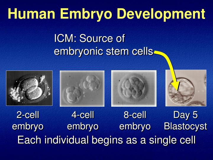 PPT - Mike Riddle PowerPoint Presentation - ID:2056953