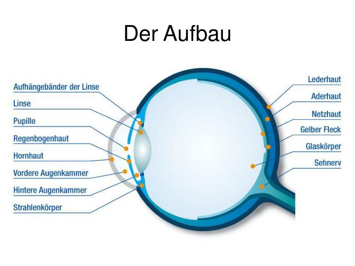 PPT - Das Auge PowerPoint Presentation - ID:2057118