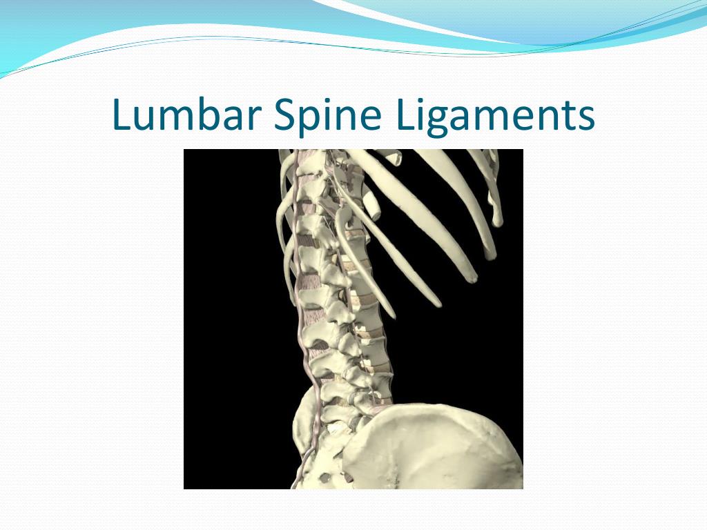 Ppt Lumbar Spine Ligaments Powerpoint Presentation Free Download