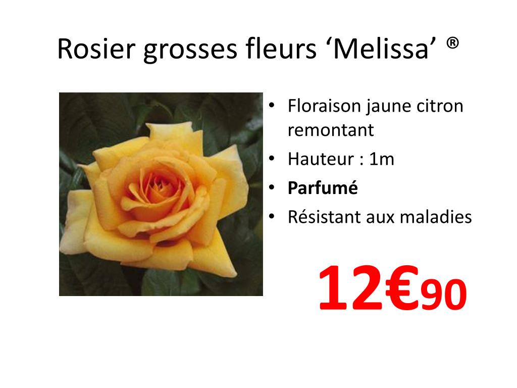 PPT - Rosier arbustif ‘Pois de senteur’® PowerPoint Presentation, free ...