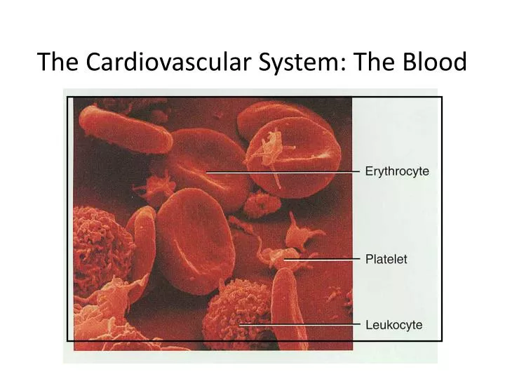 PPT - The Cardiovascular System: The Blood PowerPoint Presentation ...