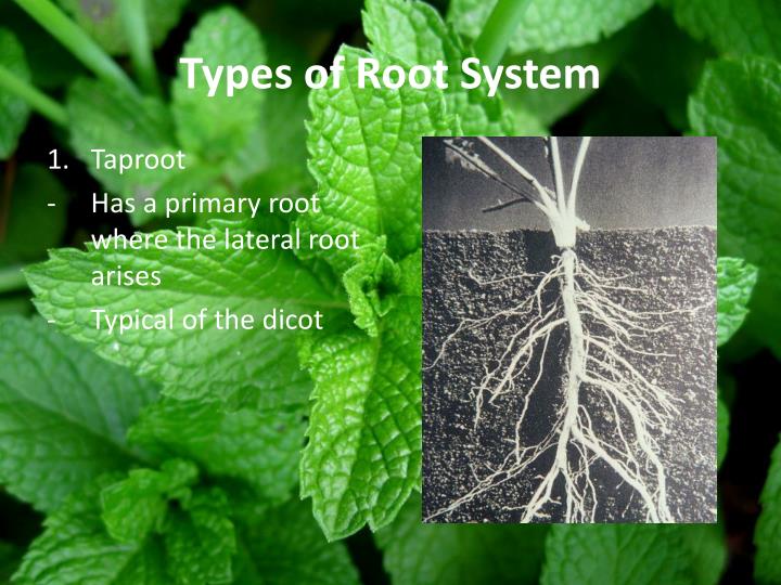 PPT - Parts of Plant PowerPoint Presentation - ID:2058349