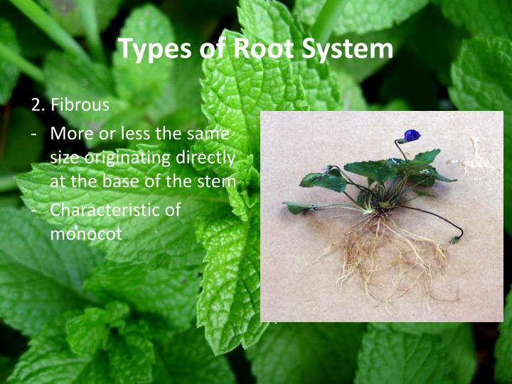 PPT - Parts of Plant PowerPoint Presentation - ID:2058349