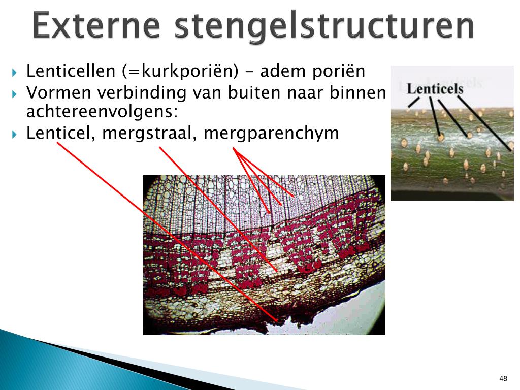 PPT - Thema 4 Planten basisstof 1 Geslachtelijke voortplanting ...