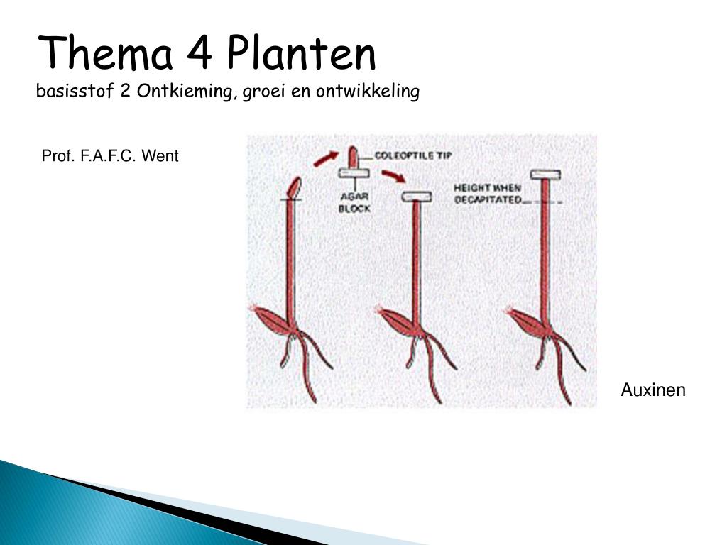 PPT - Thema 4 Planten basisstof 1 Geslachtelijke voortplanting ...