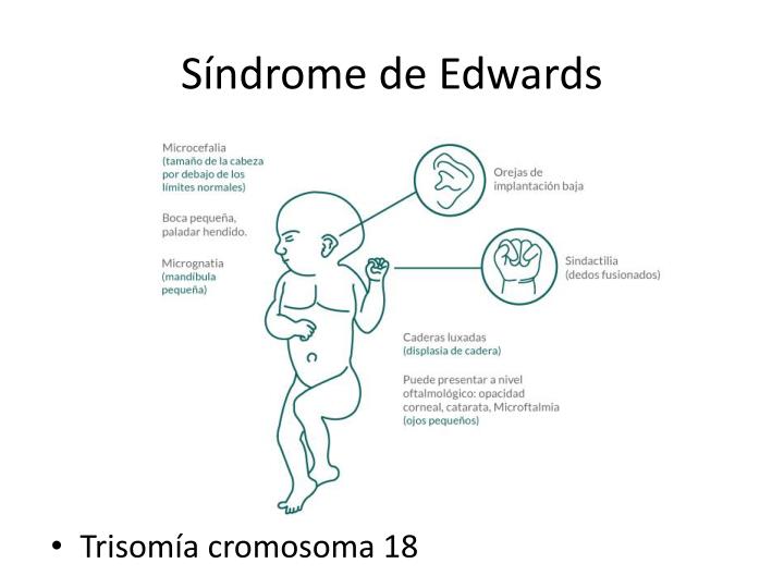 PPT - Mutaciones PowerPoint Presentation - ID:2058393