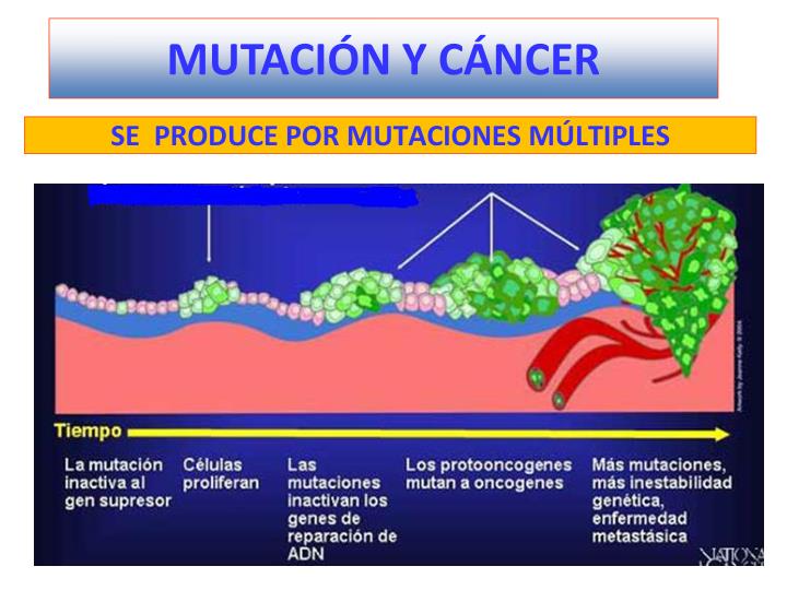 PPT - Mutaciones PowerPoint Presentation - ID:2058393