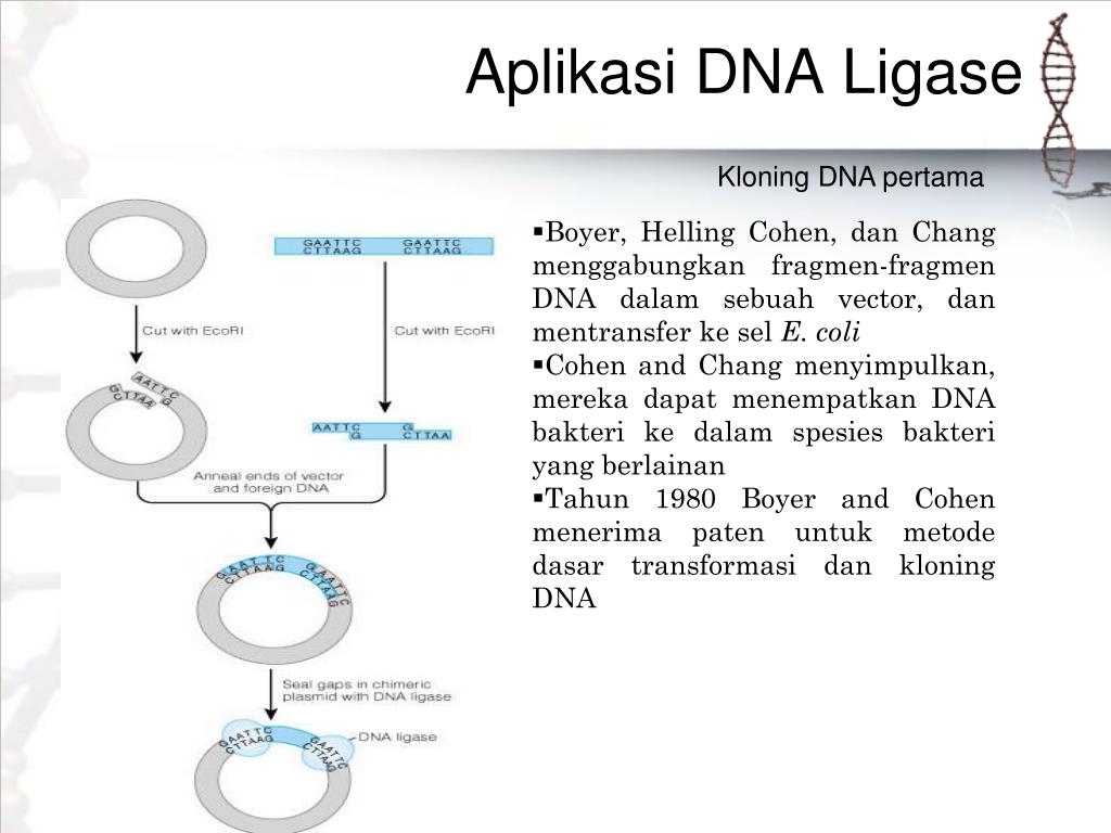 PPT - Klasifikasi , Mekanisme dan Aplikasi Enzim DNA Ligase PowerPoint ...
