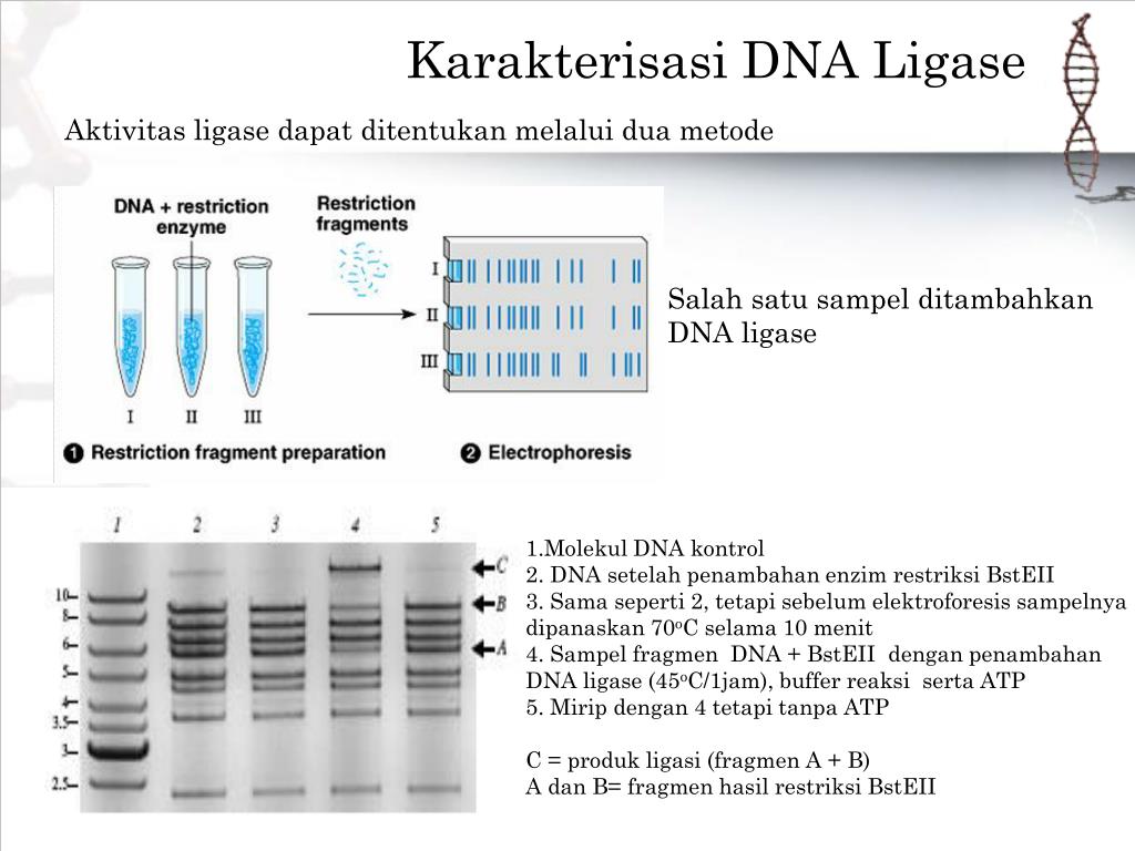 PPT - Klasifikasi , Mekanisme dan Aplikasi Enzim DNA Ligase PowerPoint ...