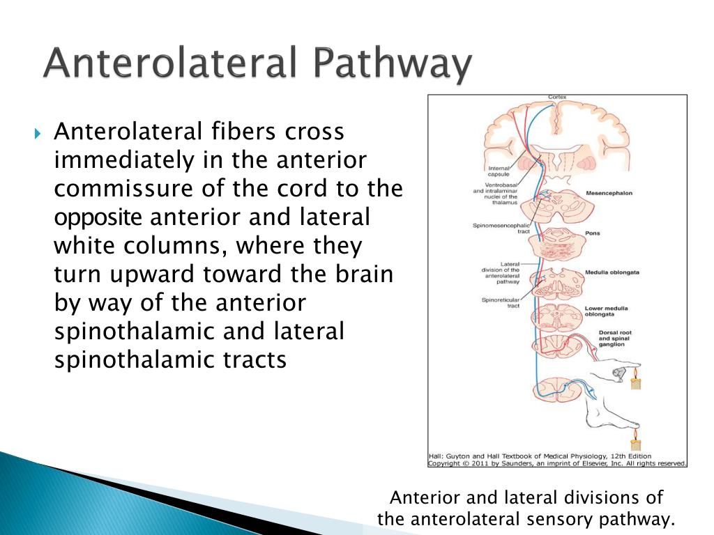 PPT - Dr Abdulrahman Alhowikan Collage of medicine Physiology Dep ...
