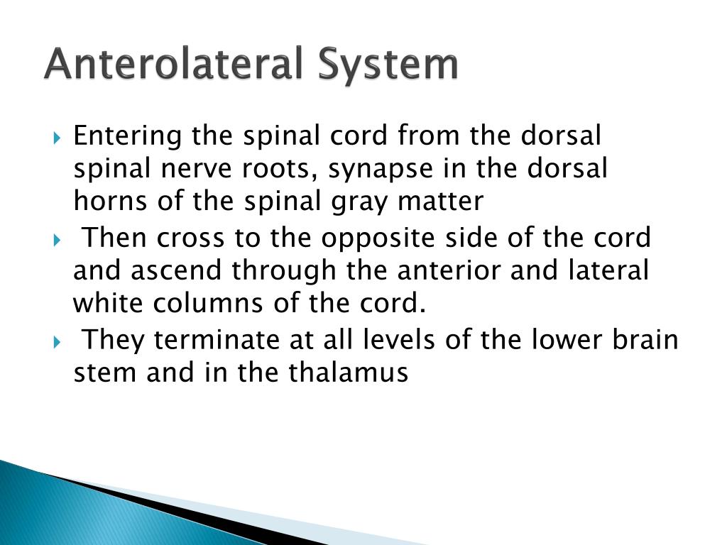 PPT - Dr Abdulrahman Alhowikan Collage of medicine Physiology Dep ...
