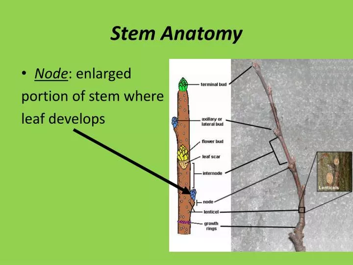 PPT - Stem Anatomy PowerPoint Presentation, free download - ID:2058783