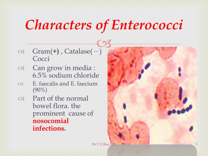 PPT - VANCOMYCIN RESISTANT ENTEROCOCCI PowerPoint Presentation - ID:2059274