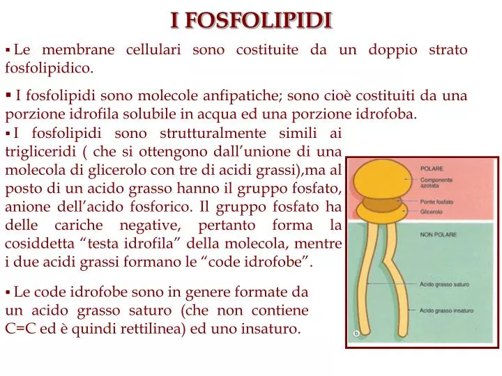 PPT - I FOSFOLIPIDI PowerPoint Presentation, free download - ID:2059403